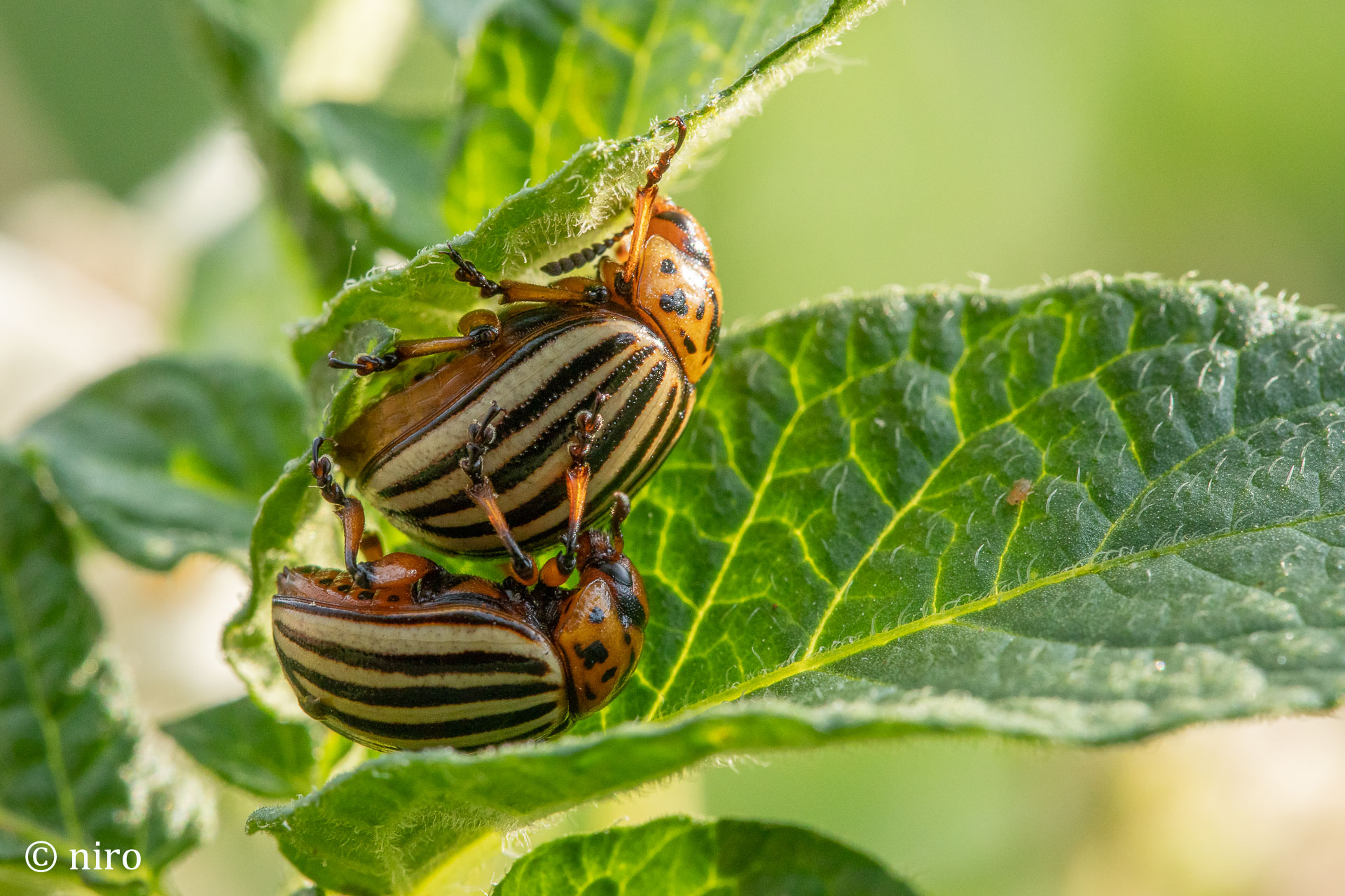 Oh! Un doryphore! - C’est l’histoire d’un potager...