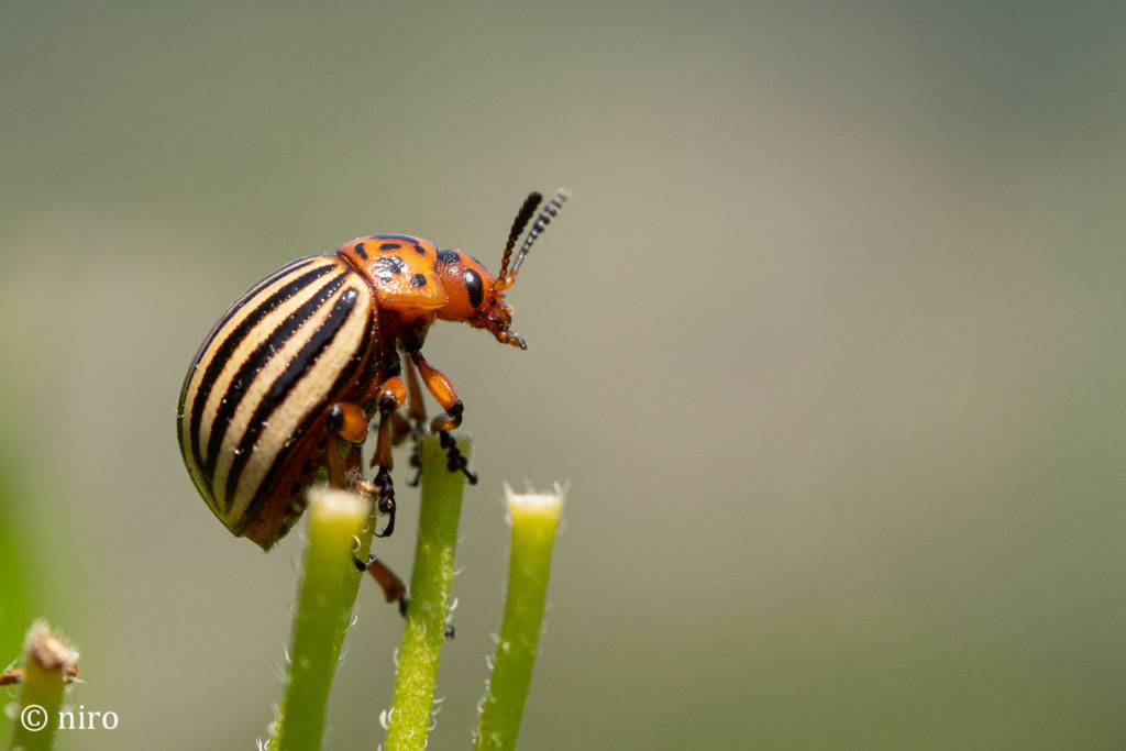La fin du doryphore - C’est l’histoire d’un potager...